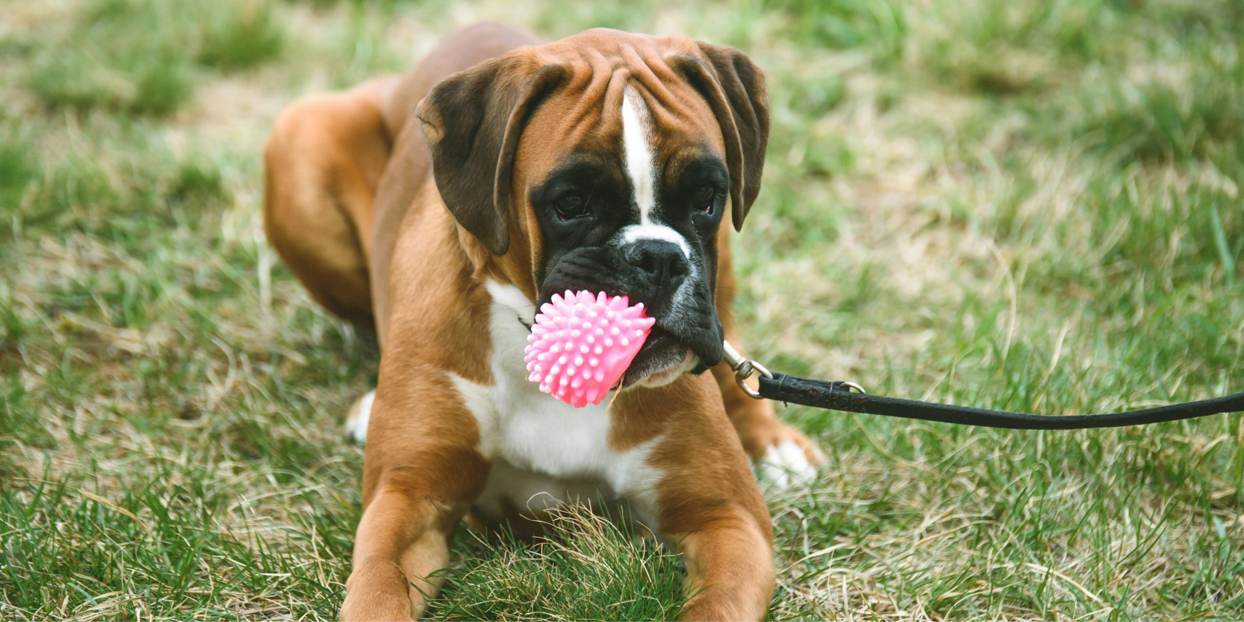 Boxer Welfare Scotland - Rescuing and rehoming boxers across Scotland ...